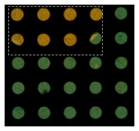Colorimetric Plasmonic Sensing With Nanocup Array Device Bright Field