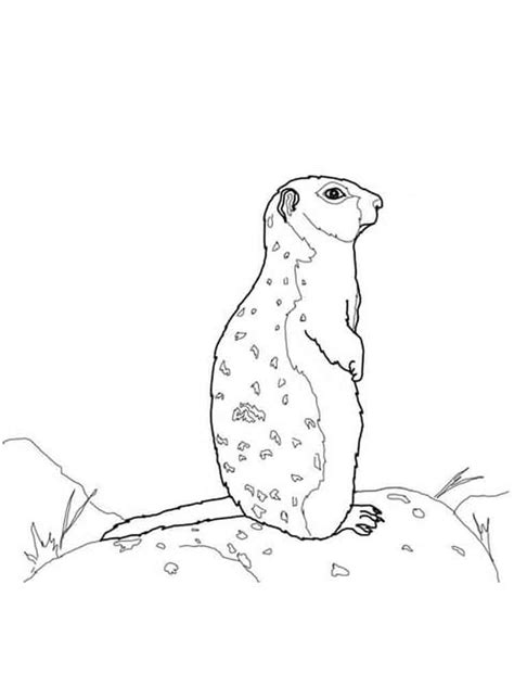 Realistic Gopher Coloring Page
