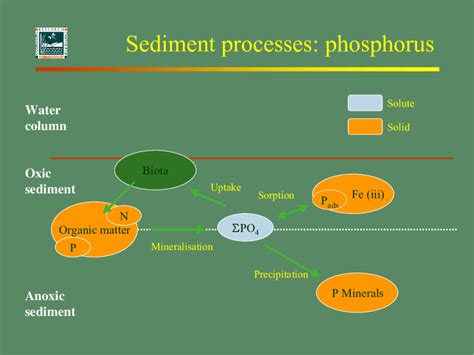 Sediment Phosphorus Processes From M Harper Pers Comm Download Scientific Diagram