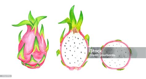 드래곤 과일 컷 피타야 또는 피타하야 수채화 손 그린 유기 드래곤 과일 그림입니다 3 뷰 0명에 대한 스톡 벡터 아트 및 기타