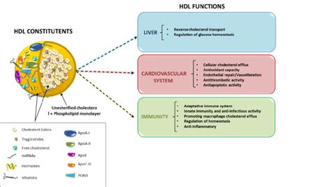 HDL Main Constituents And HDL Related Functions In Different Cellular Download Scientific