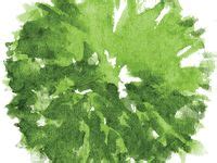 Discover Site Plan Trees Ideas On This Pinterest Board Tree Plan Landscape Design Tree