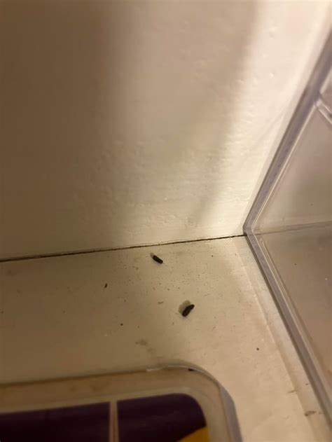 Roach Poop In Closet Rgermanroaches