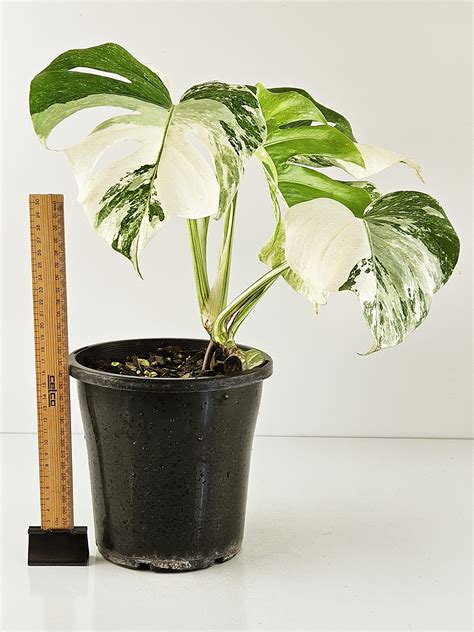 Variegated Monstera Deliciosa Borsigiana Odd Spot Plants