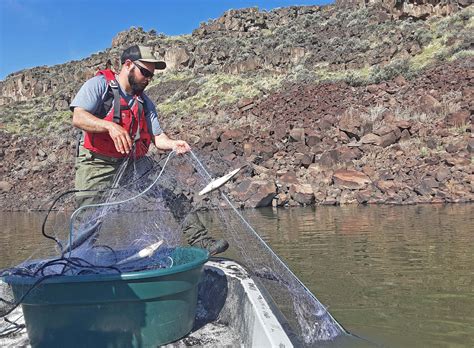 Salmon Falls Creek Reservoir Depth Map At Taylah North Blog