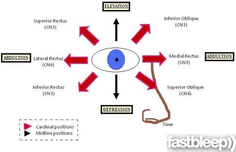 80 Best Eyes And Ears Nursing Images On Pinterest Nursing Schools