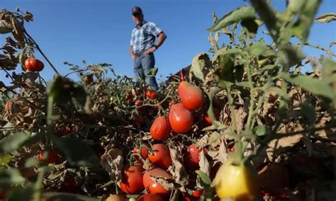 Waterlogged Wheat Rotting Oranges Five Crops Devastated By A Year Of