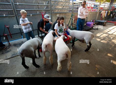 County Fair Livestock