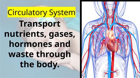 Organ Systempptx Pptx
