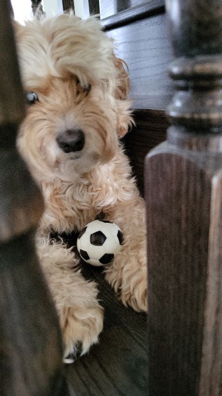 Seeking Temp Foster Care Or Adoption For 11 Yo Cockapoo Dogs