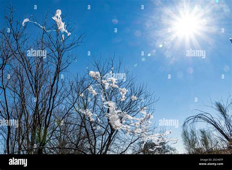 Environment Plastic Pollution Tree Stock Photo Alamy