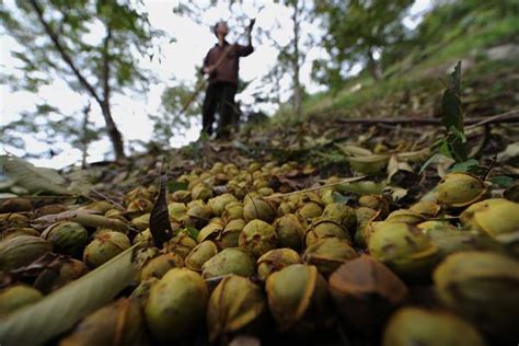 「帶血」的山核桃 每日頭條