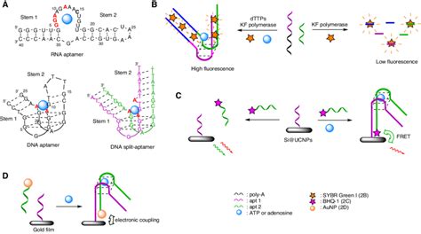 Atp And Adenosine Detection By Aptamers And Split Aptamers A Rna And Download Scientific