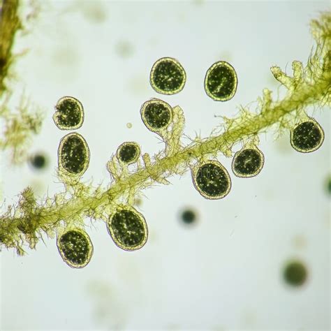 Detailed Look At The Structure Of Cells At A Microscopic Level Stock Image Image Of Background