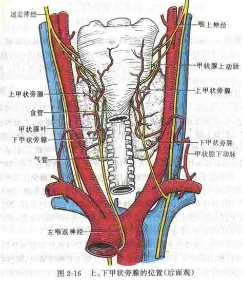 脖子结构图解剖图高清 图库 五毛网