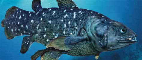 What Is A Coelacanth Bbc Science Focus Magazine