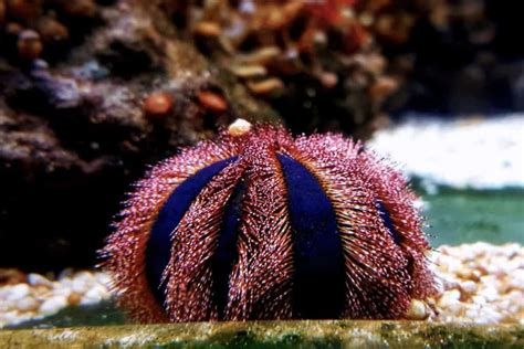 Tuxedo Urchin Urchin Detailed Guide Care Diet And Breeding Shrimp And Snail Breeder