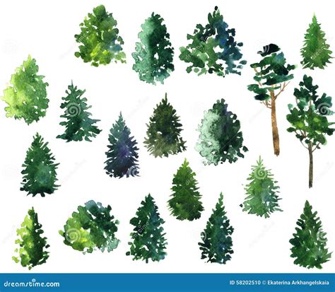 Set Of Conifer Trees Stock Illustration Illustration Of Biology