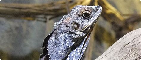Reptiles And Amphibians Cotswold Wildlife Park And Gardens