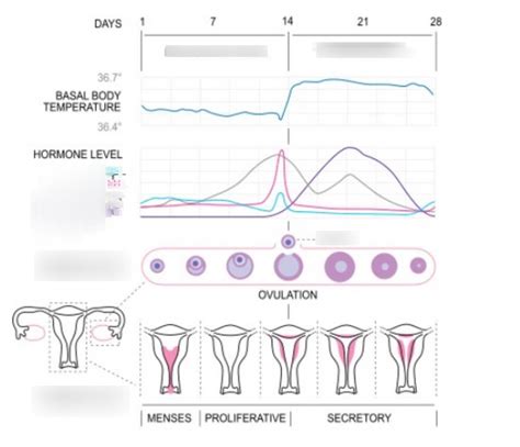 Female Cycle Diagram Quizlet Female Cycle Diagram Quizlet