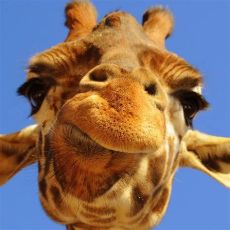 Hailey Huffman Youtube