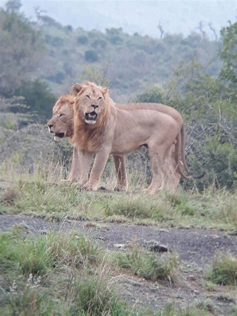 Durban Big5 Day Safari To Hluhluwe Imfolozi Park Durban Safaris