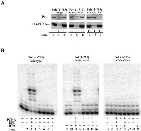 Only The Pip1 Pcna Binding Domain Of Pol ␫ Mediates Interactions With Download Scientific