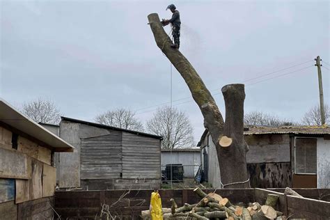 Clements Tree Care Tree Surgeons Arborists Tree Care Services Tree Felling Berkshire