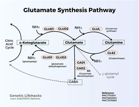 Glutamate Synthesis Pathway