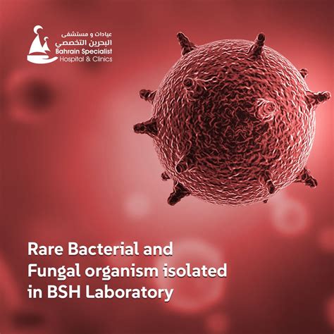 Rare Pathogens In Clinical Cases Burkholderia Pasteurella And