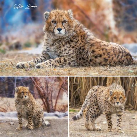 🌐 اعتمادآنلاين On Twitter عکس‌های تازه از تولد ۱۰ ماهگی پیروز