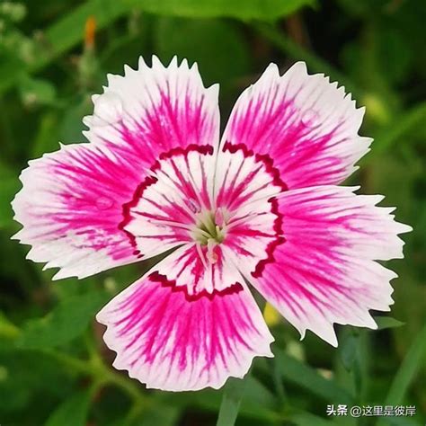 姿態萬方｜千嬌百媚的石竹花 每日頭條