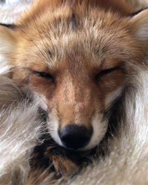 This Is What The Fox Says 🔊 Tumbex