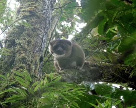 Colombia Teddy Bear Lookalike Olinguito Discovery Caught On Film [photos]