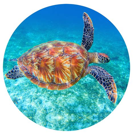 Turtle Round Wall Art Michaels