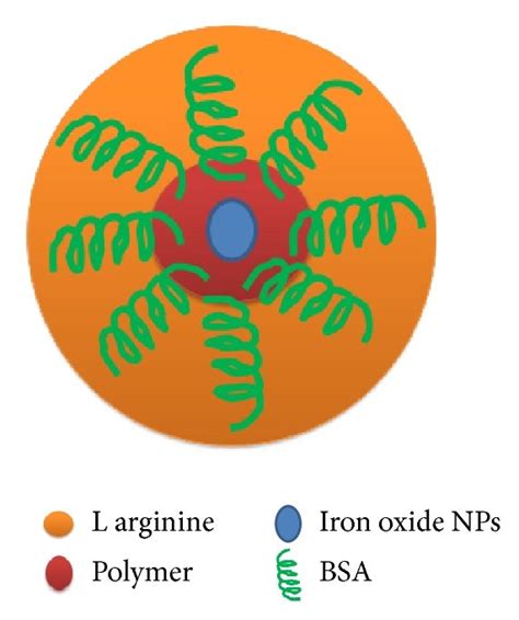 Schematic Representation Of The Iron Oxide Core Shell Nanoparticles Download Scientific Diagram