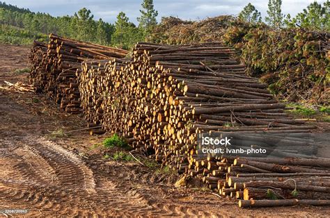 갓 자른 소나무 통나무 나뭇잎 더미가 쌓여 있는 줄 흙 작업 현장의 중장비 발자국 건설 기계류에 대한 스톡 사진 및 기타 이미지