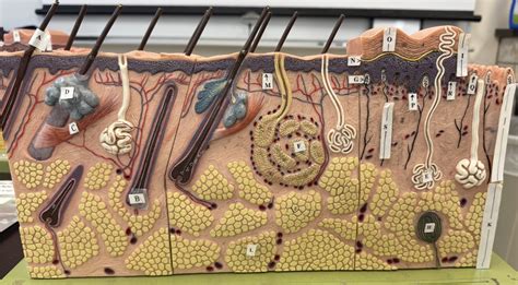 Integument Model Diagram Quizlet
