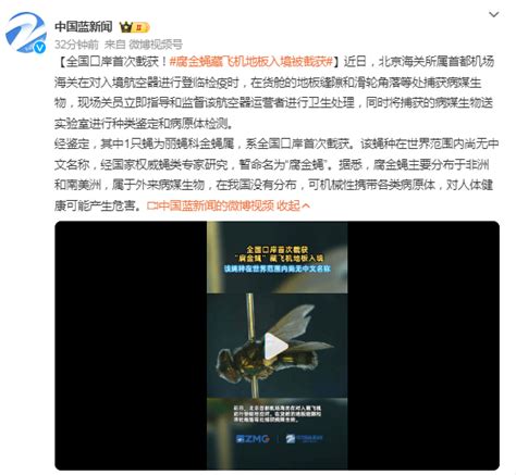 全国口岸首次截获腐金蝇藏飞机地板入境被截获 进行 生物 病媒
