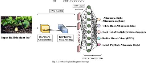 Figure 1 From Integrated Cnn Svm Approach For Accurate Radish Leaf Disease Classification A