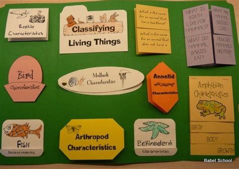 Animal Classification Lapbook Artofit