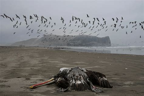世卫组织预警：h5n1禽流感已蔓延至哺乳动物，须防范人际传播可能性