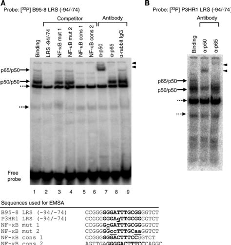 The Nf ␬ B P50 P50 Homodimer And P65 P50 Heterodimer Bind To The Lrs