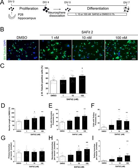Effect Of Safit2 On Hippocampal Npc Differentiation Hippocampal Npcs Download Scientific