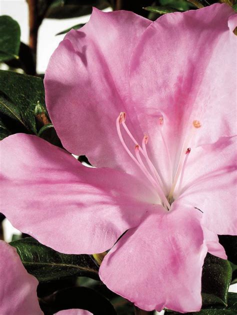 Autumn Royalty Encore Azaleas For Sale The Tree Center