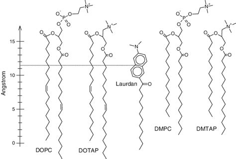 Structures Of The Lipid Molecules Dioleoylphosphatidylcholine Dopc Download Scientific