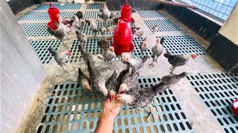 🔰 ফাউমি মুরগি পালন । Youtube