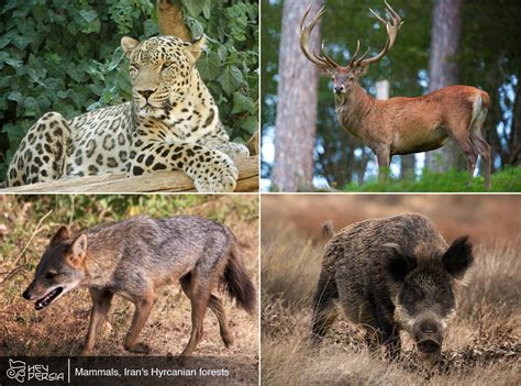 The Hyrcanian Forests In Iran Hey Persia