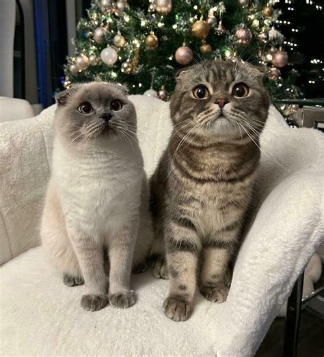 50 Pictures Of Scottish Folds That Are Cuteness Overload Bored Panda
