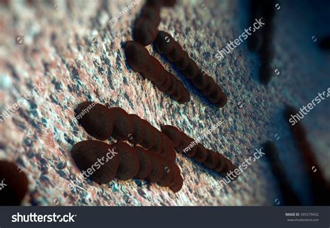 Streptococcus Pneumoniae Pneumococcus Grampositive Coccus Shaped ภาพประกอบสต็อก 395579452